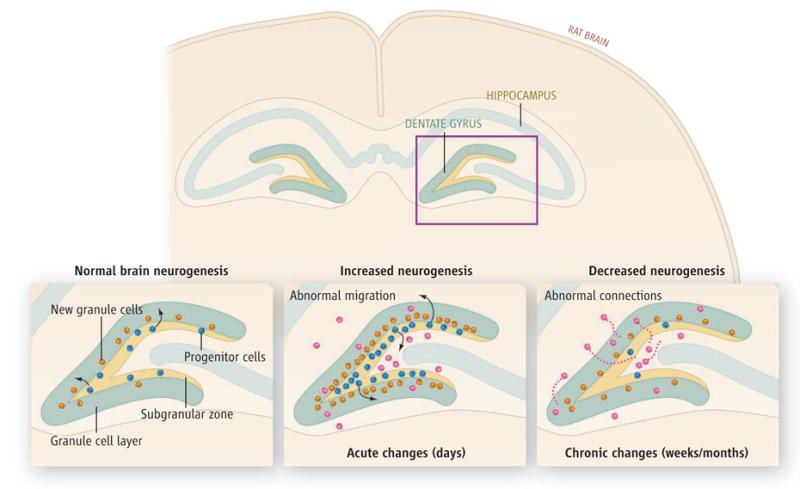 You Can Grow New Brain Cells, Regardless of Age - Healthy Holistic Living