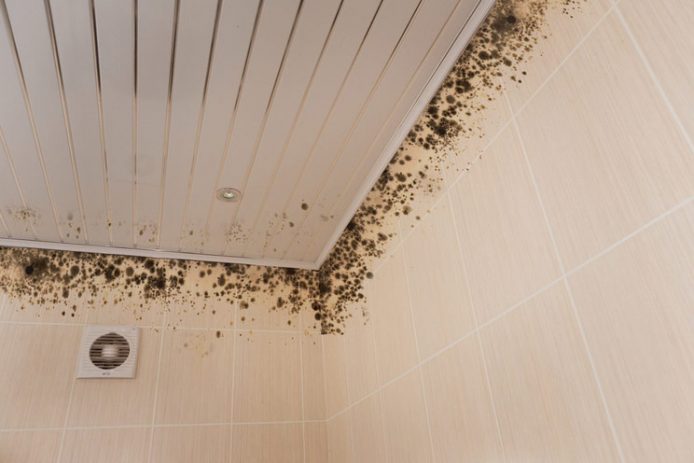 4 Signs Your Home Has Toxic Black Mold & How to Get Rid of It