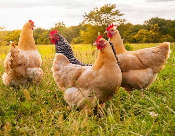 Cage-Free vs. Free-Range vs. Pasture-Raised - Here's What It All Means