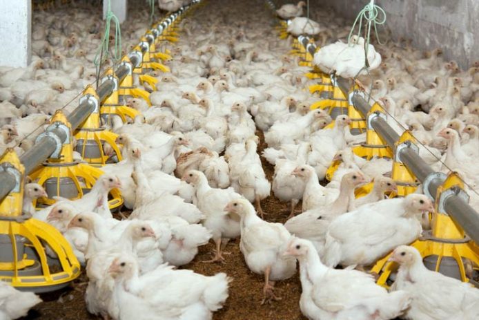 Cage-Free vs. Free-Range vs. Pasture-Raised - Here's What It All Means