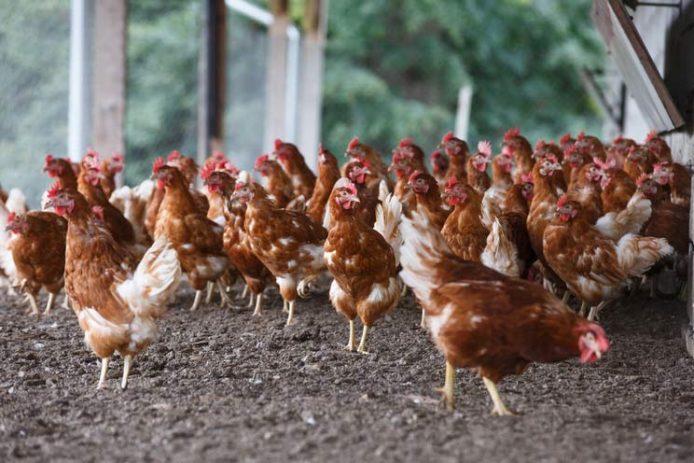 Cage-Free vs. Free-Range vs. Pasture-Raised - Here's What It All Means