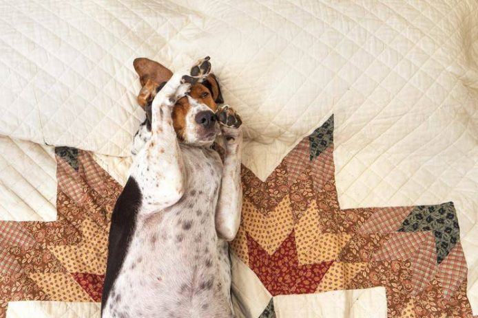 9 Signs Your Dog Has Leaky Gut & How To Heal It | PaleoHacks Blog